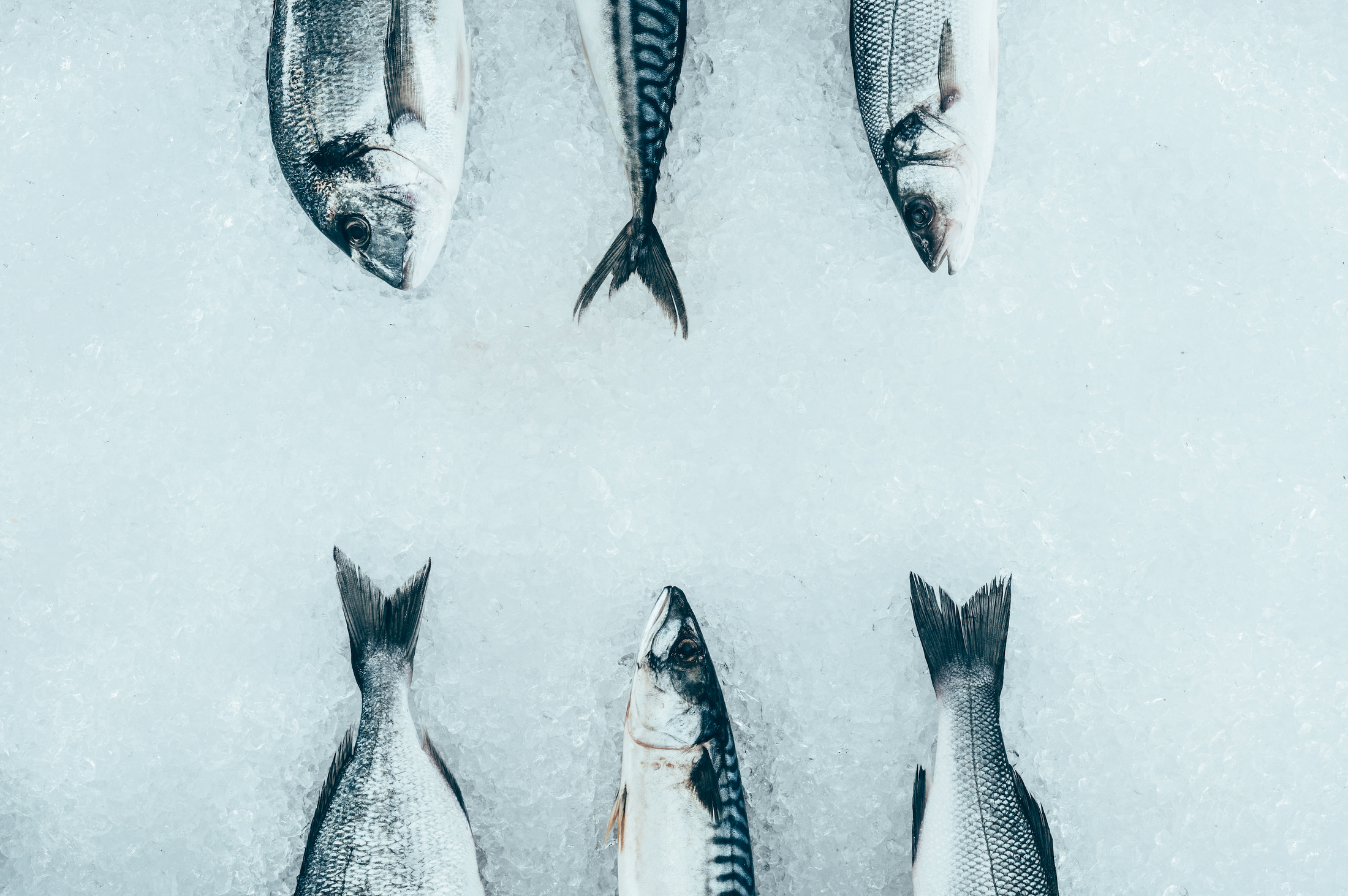Aramtec Blue Seafood | Food Service Company in UAE