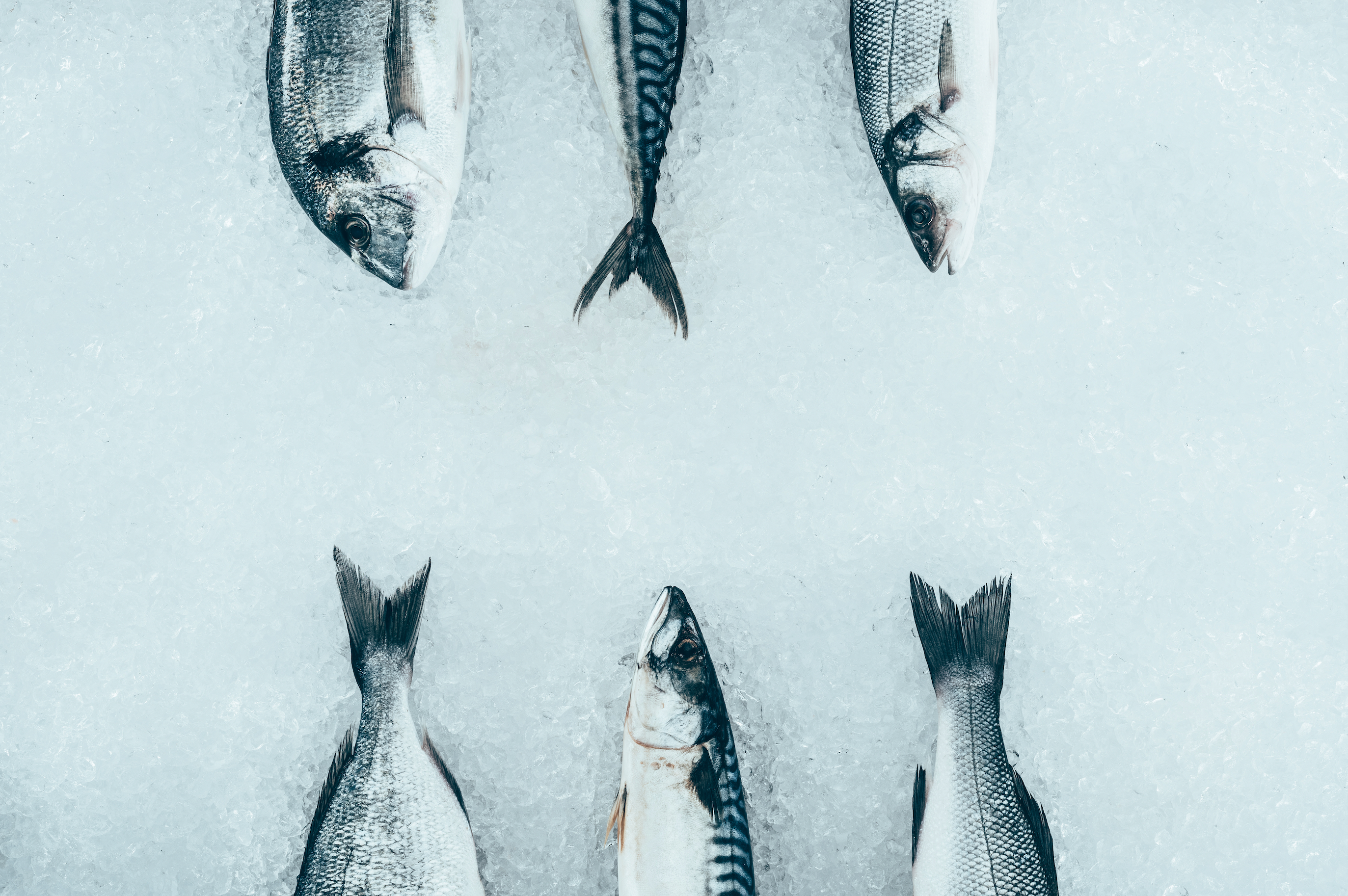 Aramtec Blue Seafood | Food Service Company in UAE